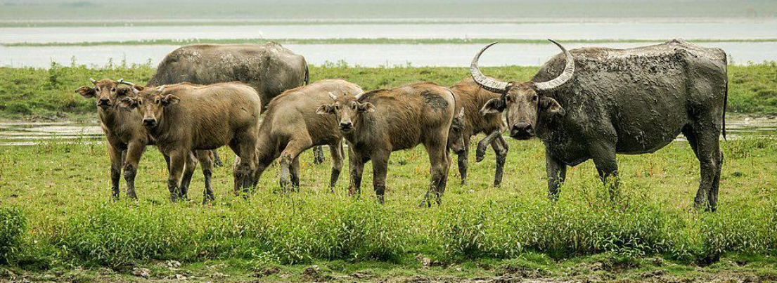 Wild water buffaloes on the extinct side! Nepal's efforts