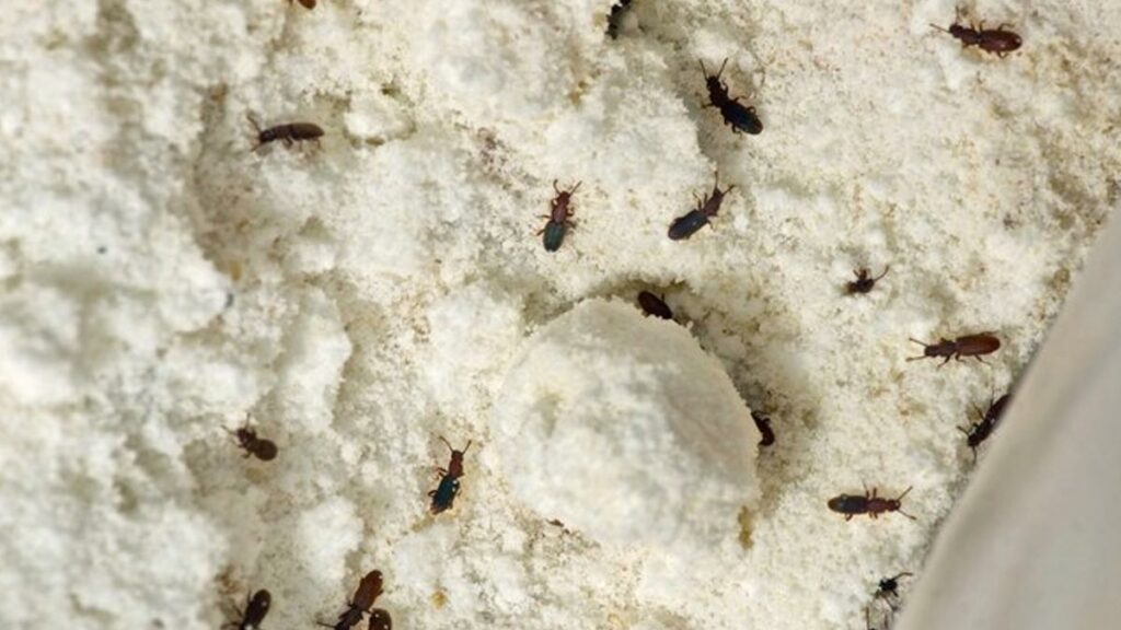 The insects in dal, rice can be removed in these